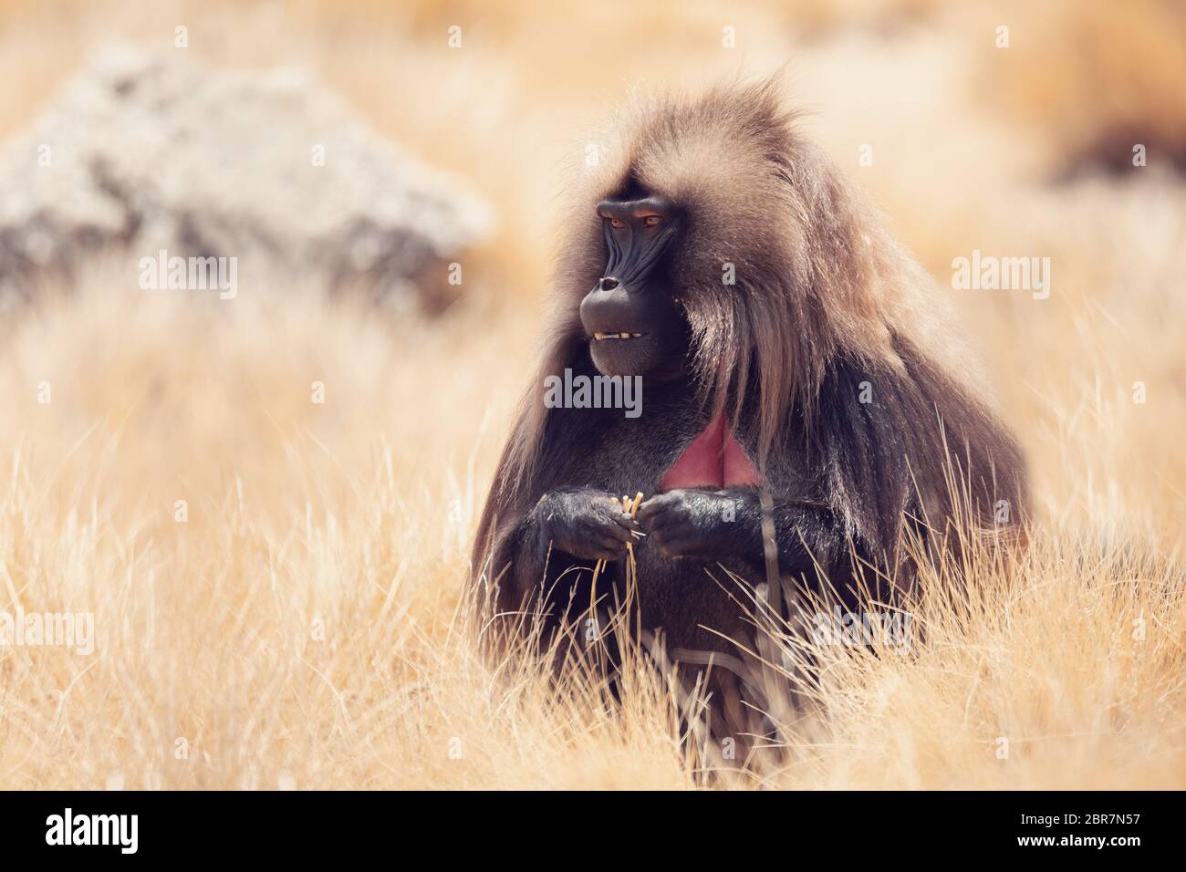 big male of endemic animal Gelada monkey with sitting in grass ...