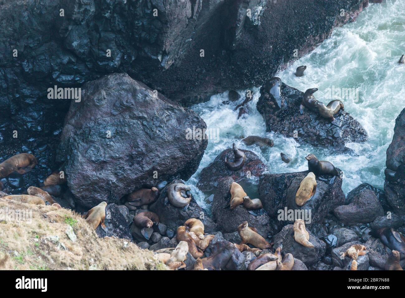 a lot of sea lion on in sea lion cave, Oregon coast,OR,usa Stock Photo ...