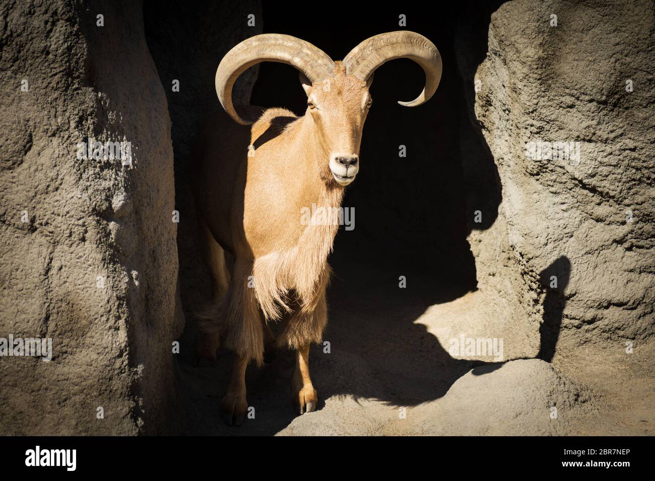 Brown mouflon or wild goat is standing in his cave in ZOO Stock Photo ...