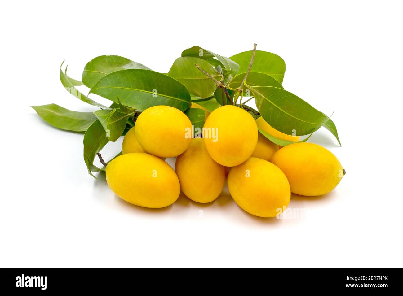Marian Plum or Plango isolated on white background Stock Photo - Alamy