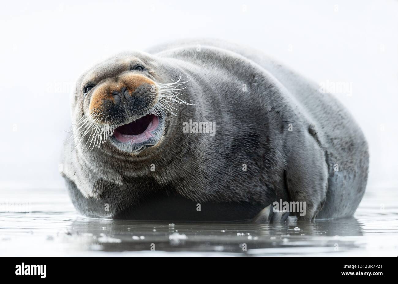 Smiling Seal