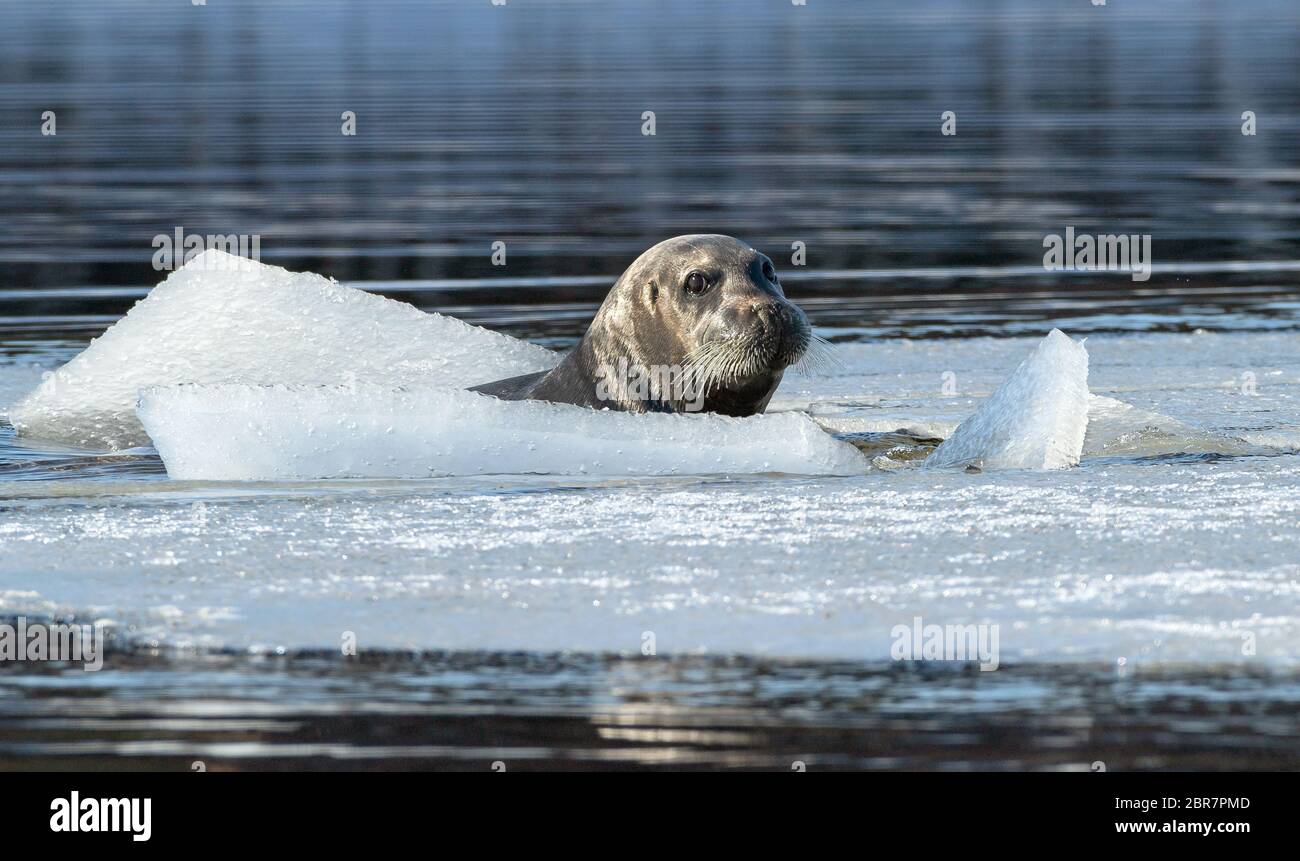 Swimming seal. The bearded seal, also called the square flipper seal ...