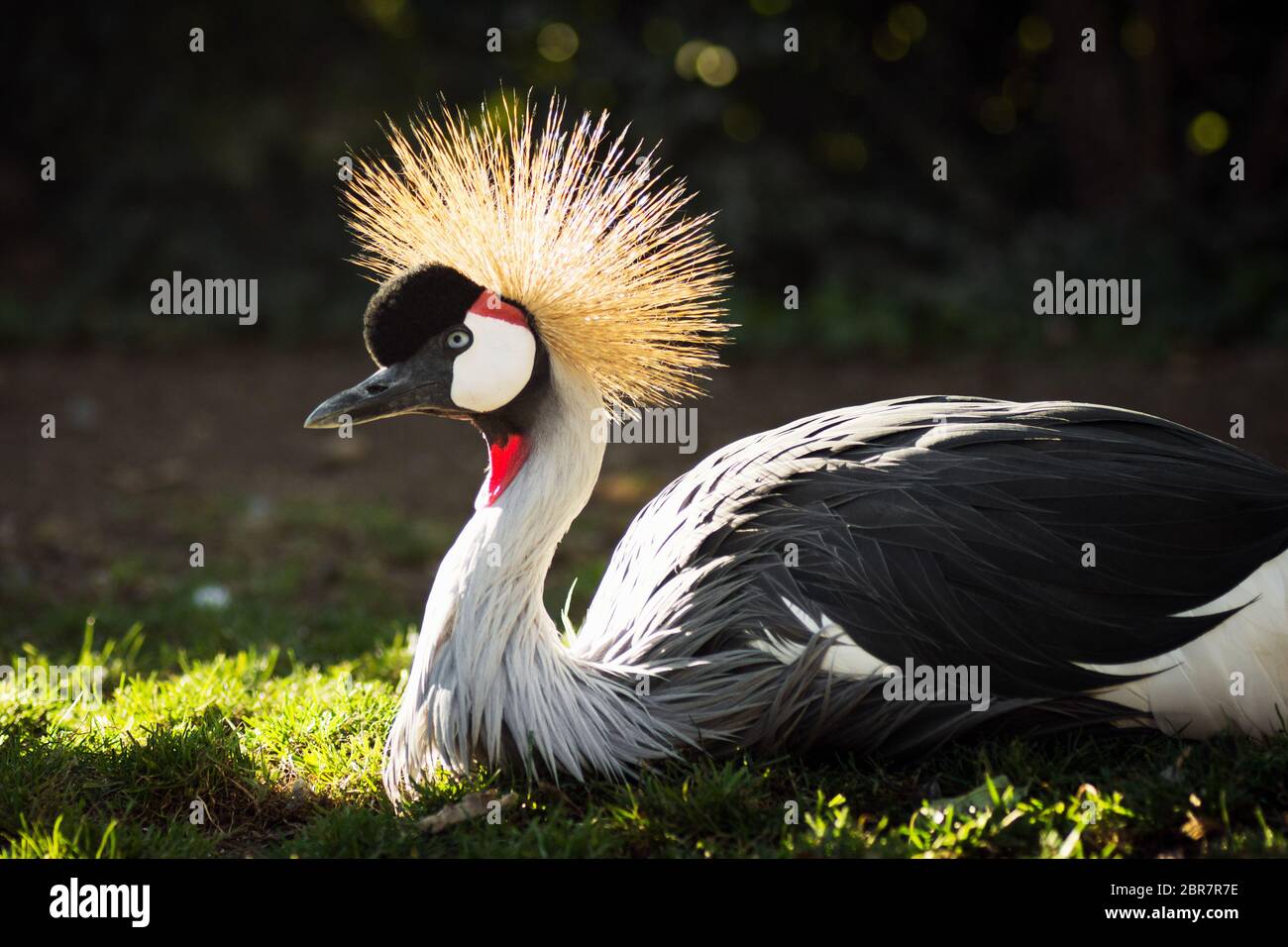 The colorful crane bird is lying down on the grass Stock Photo - Alamy