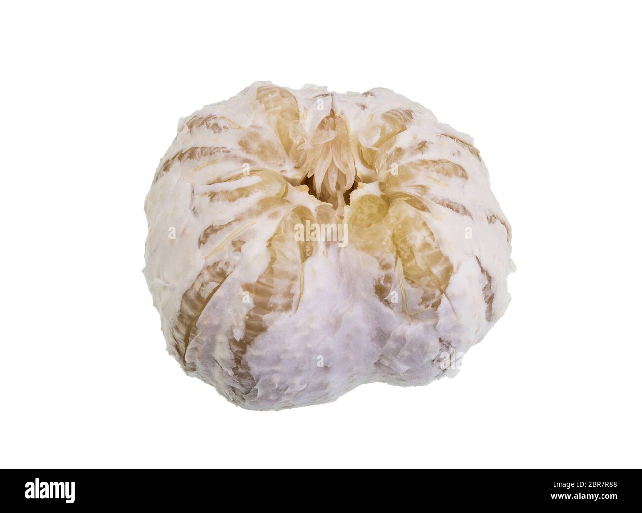 View of the inner edible juicy fruit part of a pomelo, the world ...