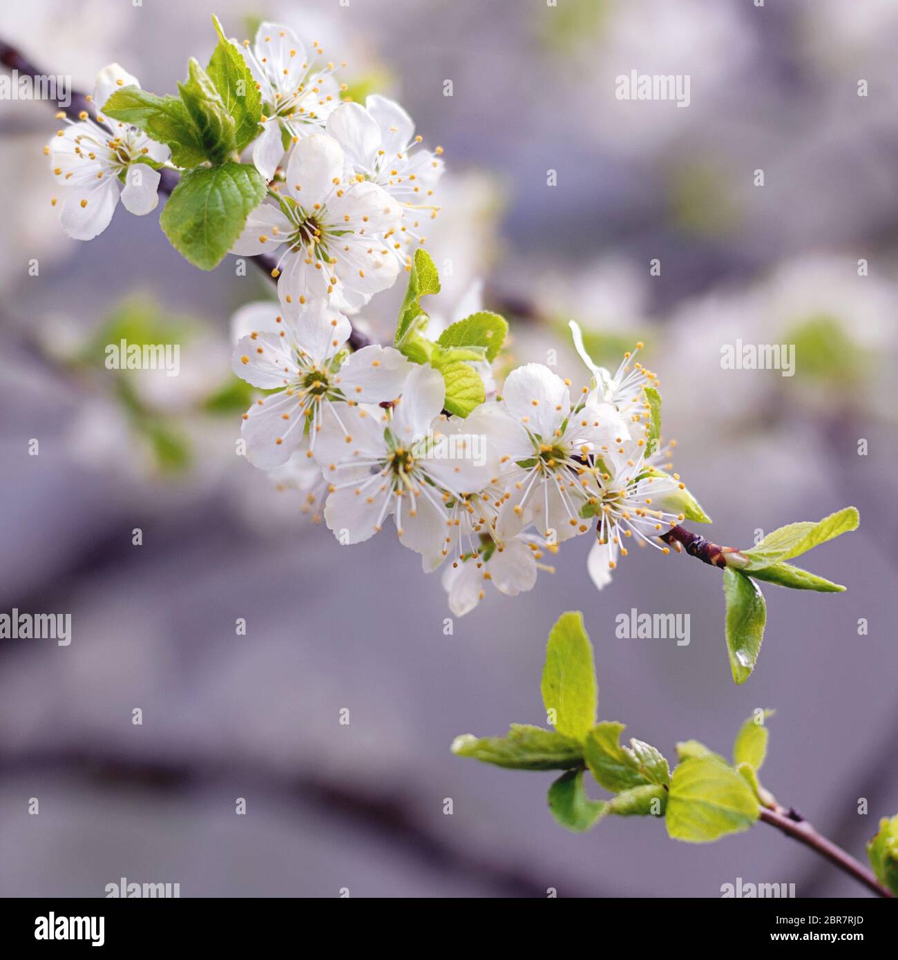 Chinese plum tree hi-res stock photography and images - Alamy