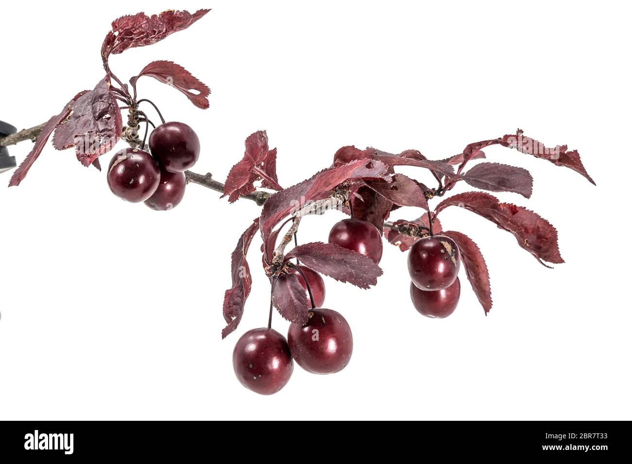 Red blood plums hang on a branch with leaves isolated on white Stock ...
