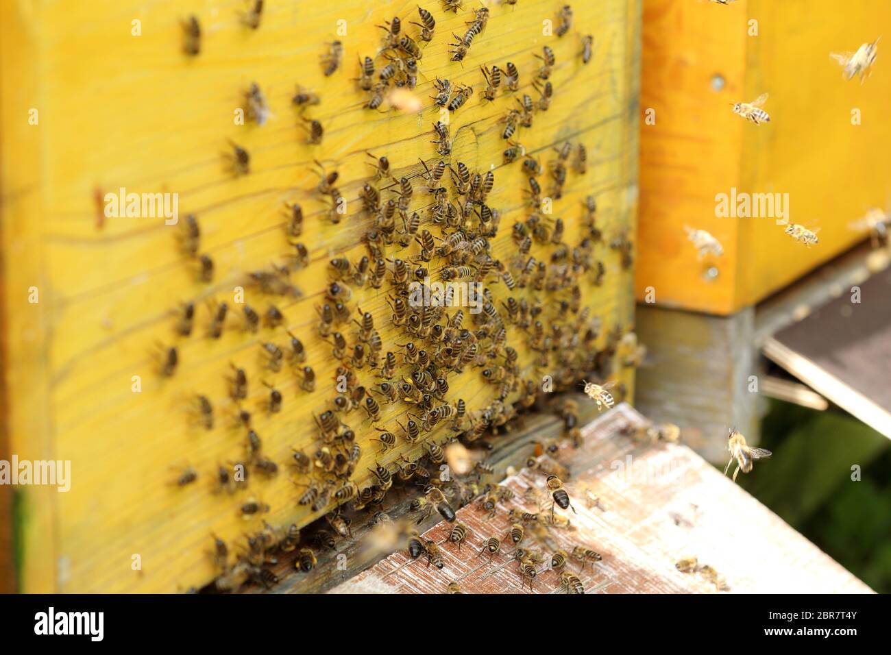 many honey bees on a bee hive Stock Photo - Alamy
