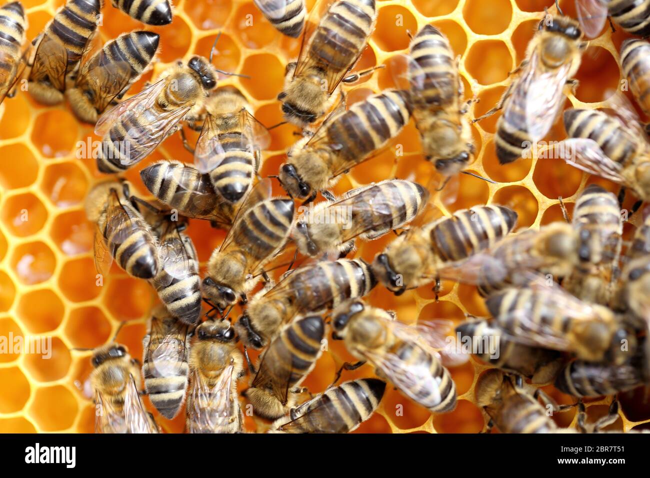 Bees honeycomb dance hi-res stock photography and images - Alamy