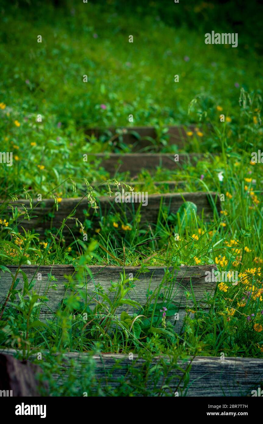 wooden stairs in the middle of a grassy hill in summer Stock Photo - Alamy