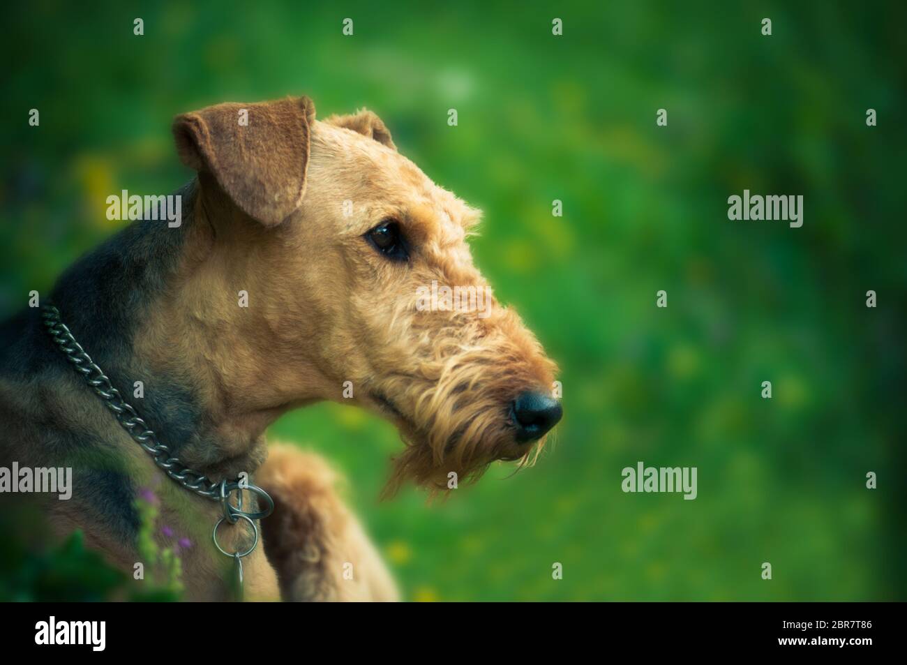 A beautiful portrait of Airedal Terrier head on a meadow. blurred ...