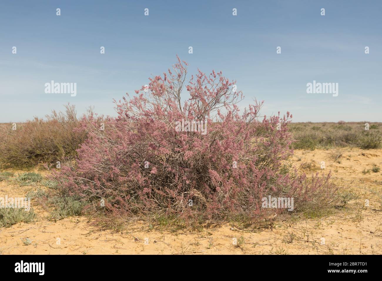 west kazakhstan. Flowering trees of saxaul Stock Photo - Alamy