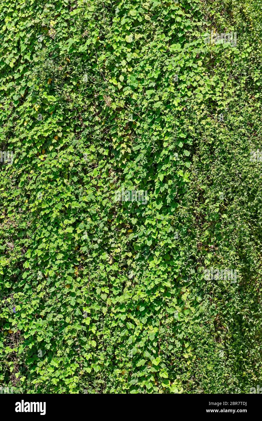 Pflanzen der Macchia Stock Photo - Alamy