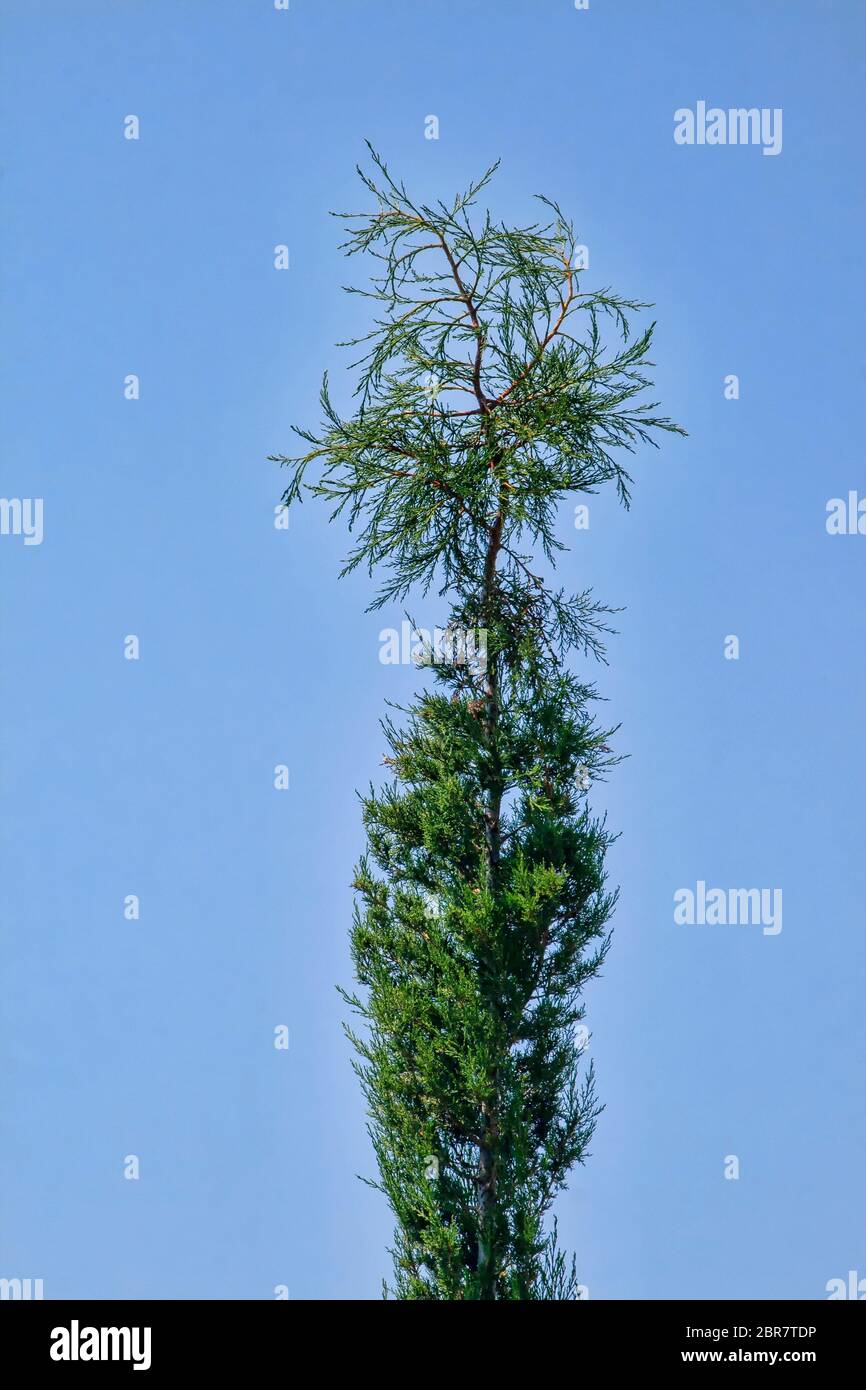 Zypresse baum hi-res stock photography and images - Alamy
