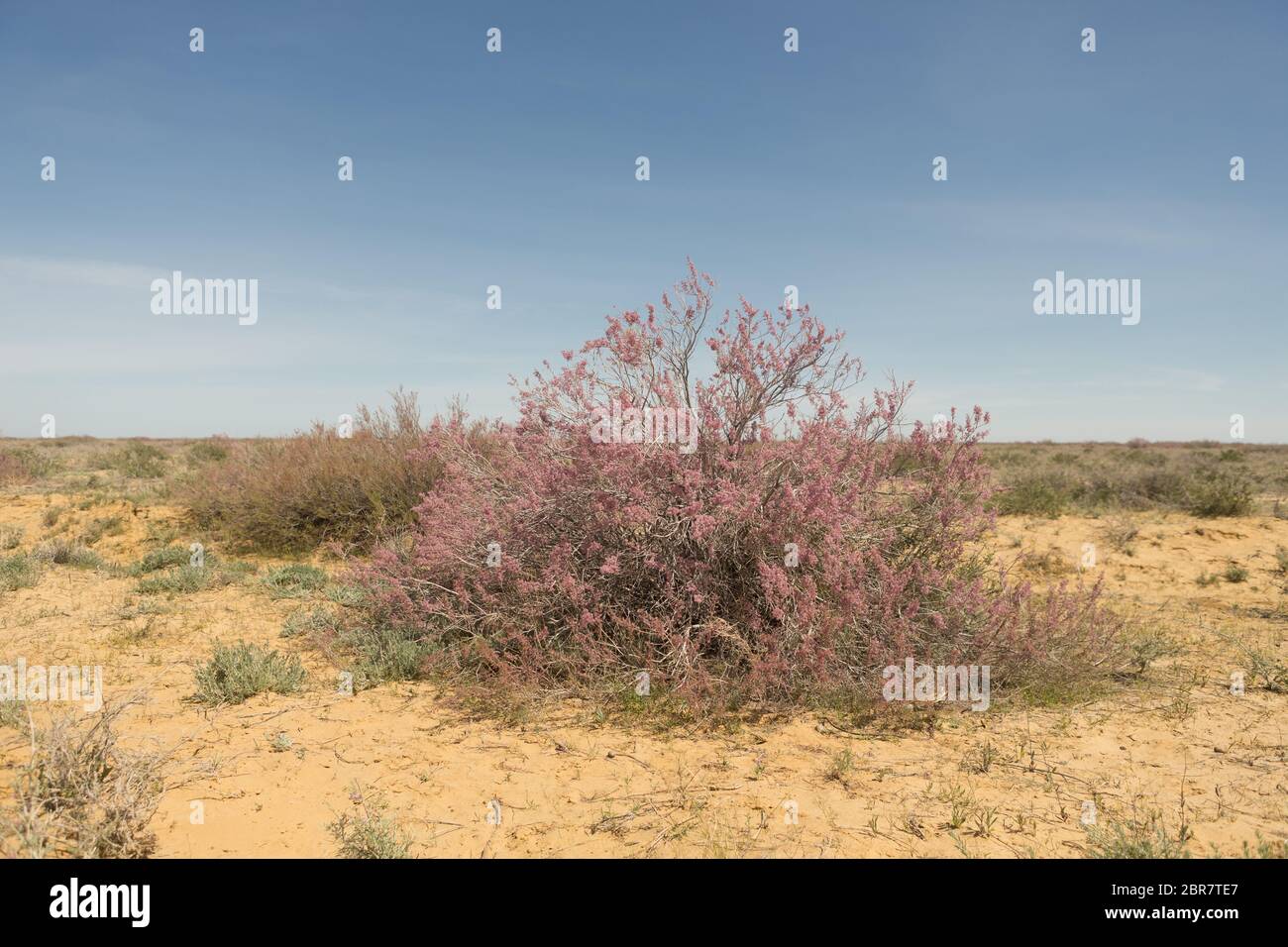 west kazakhstan. Flowering trees of saxaul Stock Photo - Alamy