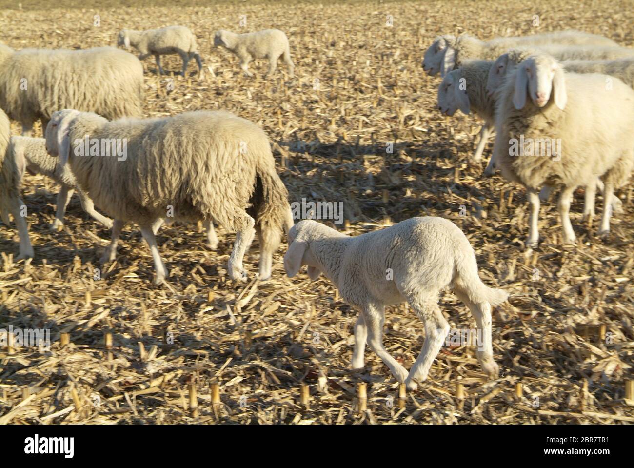 Sheep from a road in Italy in a stubble field Stock Photo - Alamy