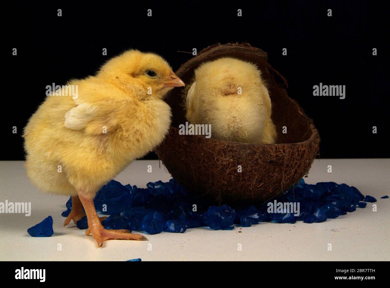 Chicks in a shell hi-res stock photography and images - Alamy