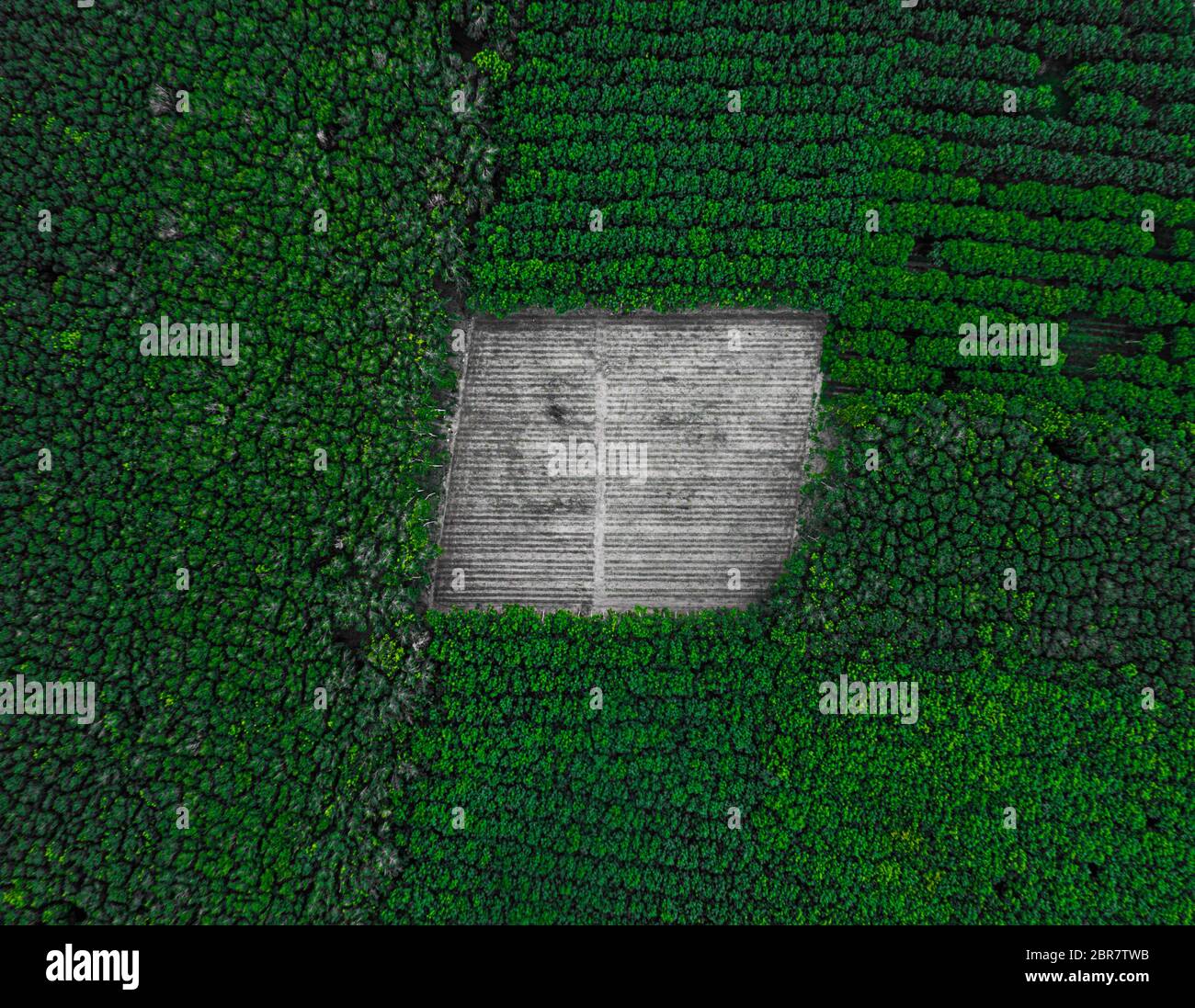 Deforestation - top aerial view in tropical forest. Background with ...