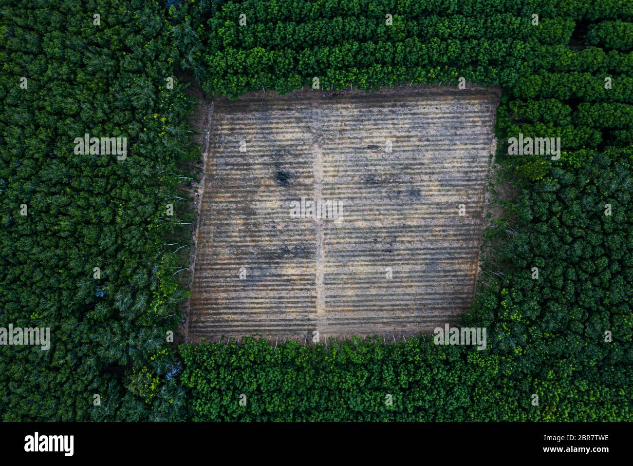 Deforestation - top aerial view in tropical forest. Background with ...
