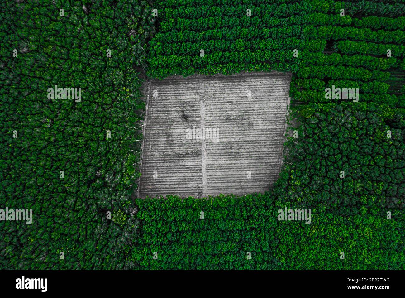 Deforestation - top aerial view in tropical forest. Background with ...