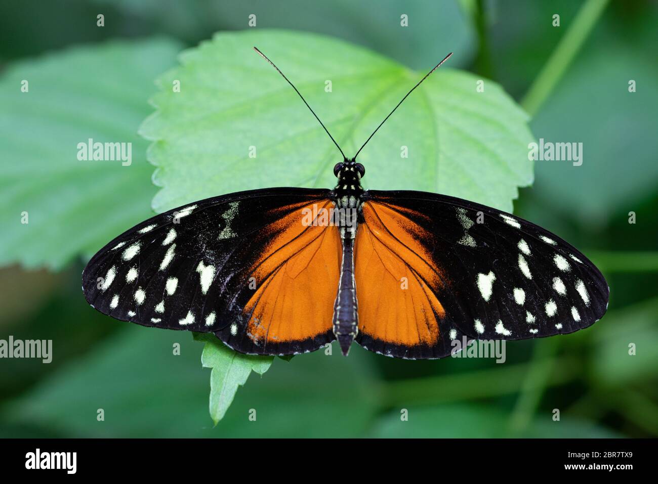 Golden longwing (Heliconius hecale), close-up of the butterfly Stock ...