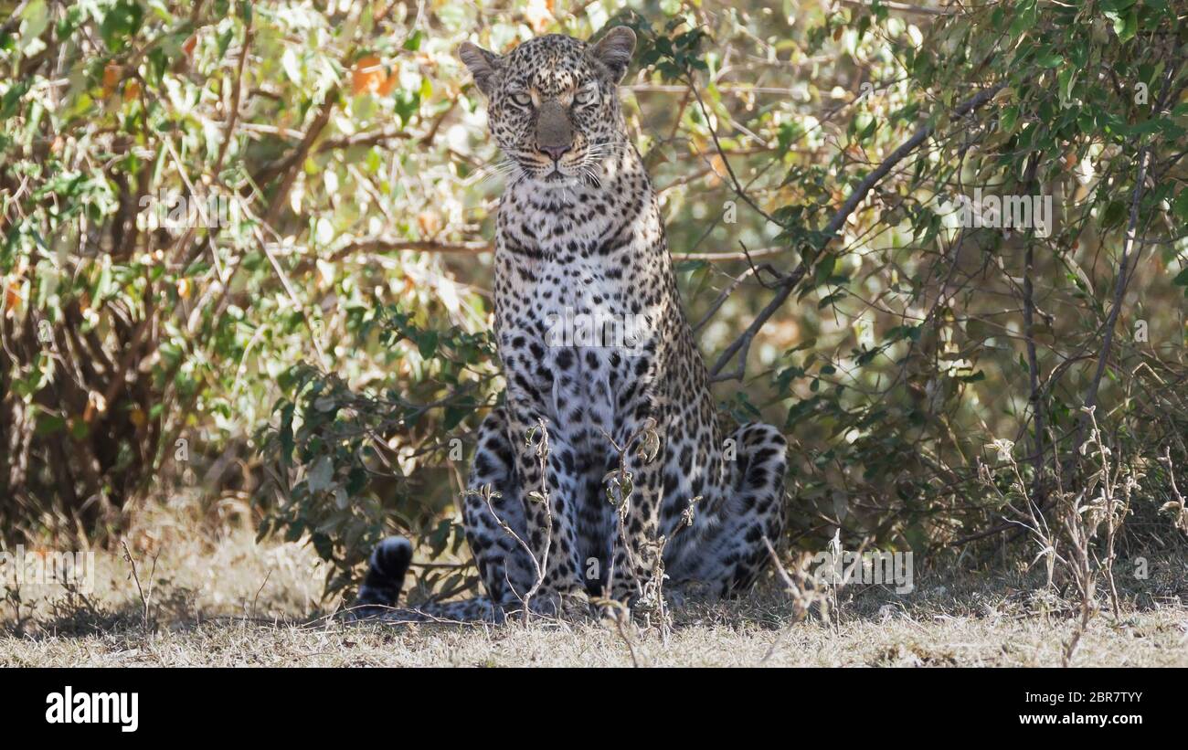Sitting leopard hi-res stock photography and images - Alamy