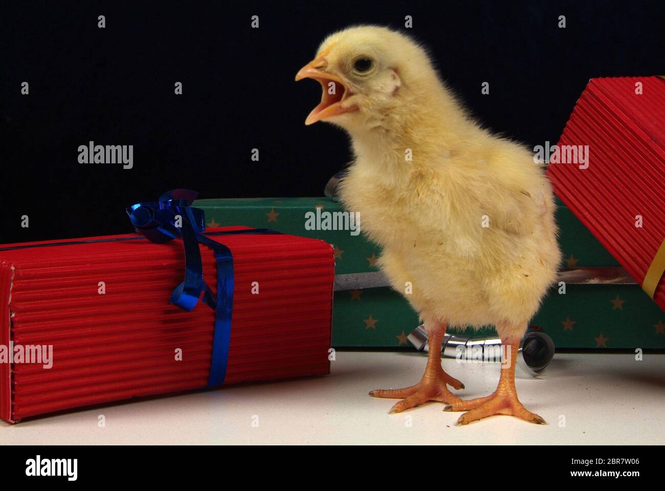 chick of a few days, with colored stones Stock Photo - Alamy