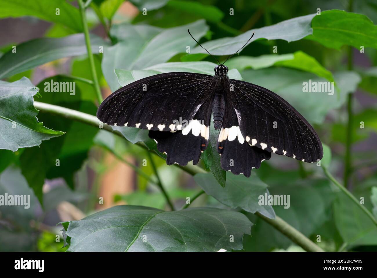 Common mormon (Papilio polytes), close-up of the butterfly Stock Photo ...