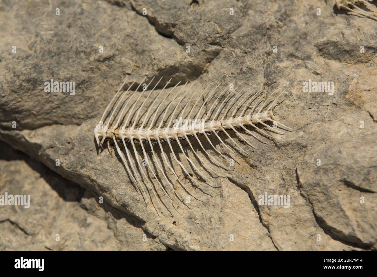 Sand bass fish hi-res stock photography and images - Alamy