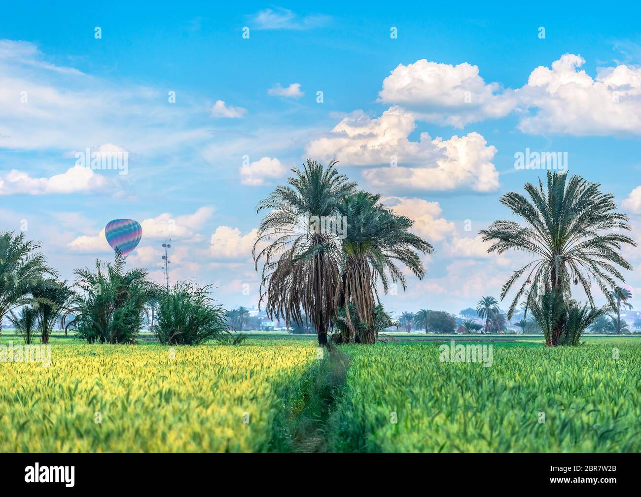 Green field with fresh harvest in Egypt Stock Photo - Alamy