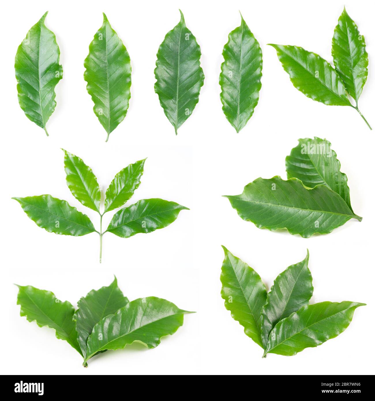 group of coffee leaves isolated on white background Stock Photo - Alamy
