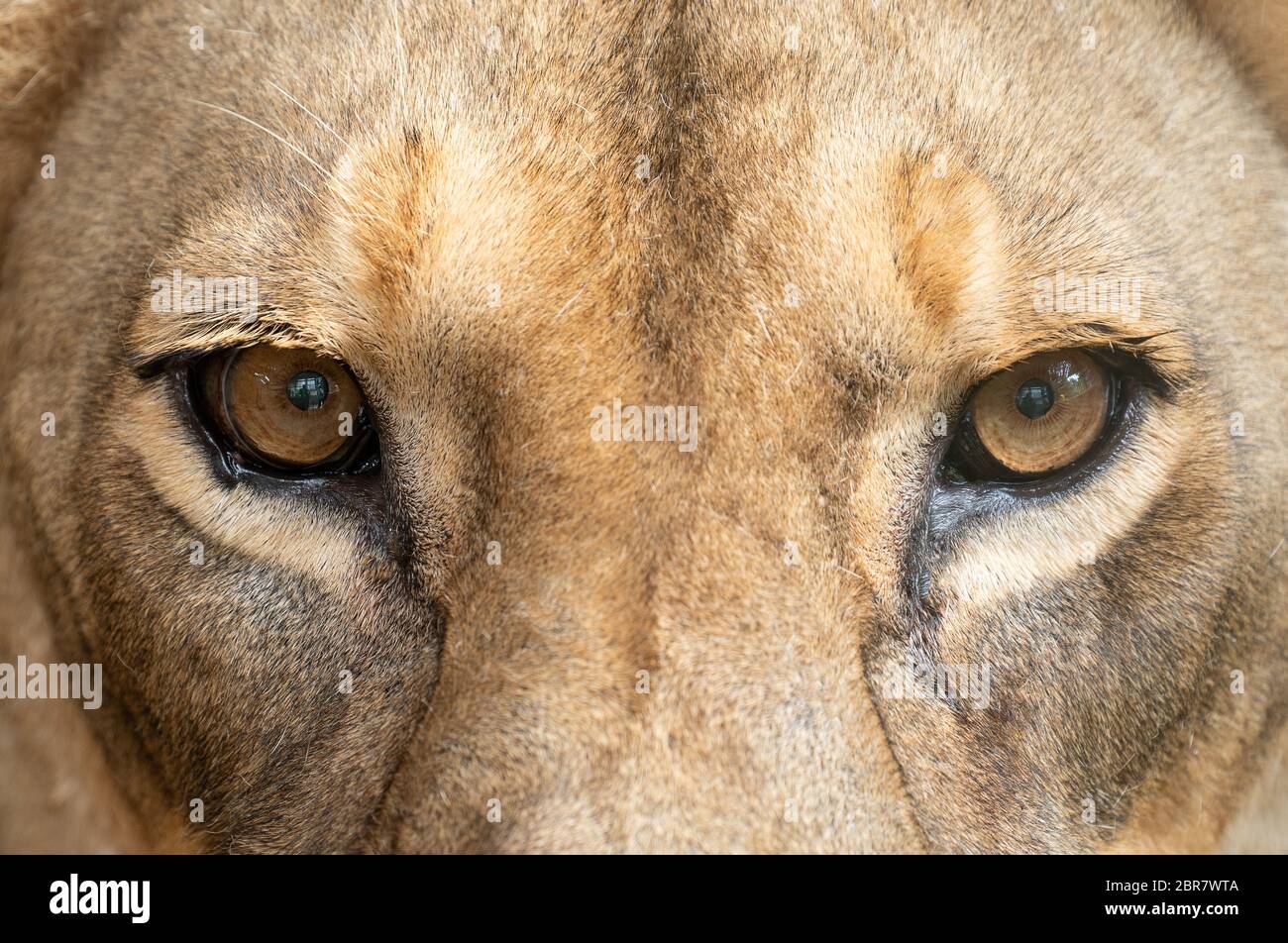 female african lion (Panthera leo) eyes close up Stock Photo - Alamy