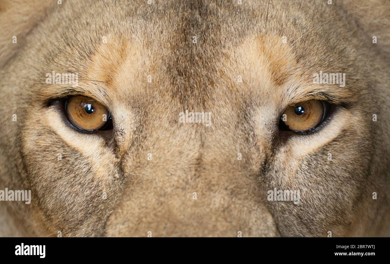 female african lion (Panthera leo) eyes close up Stock Photo - Alamy