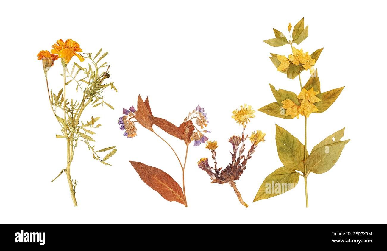 Set Of Herbarium Wild Dry Pressed Flowers And Leaves Isolated Stock