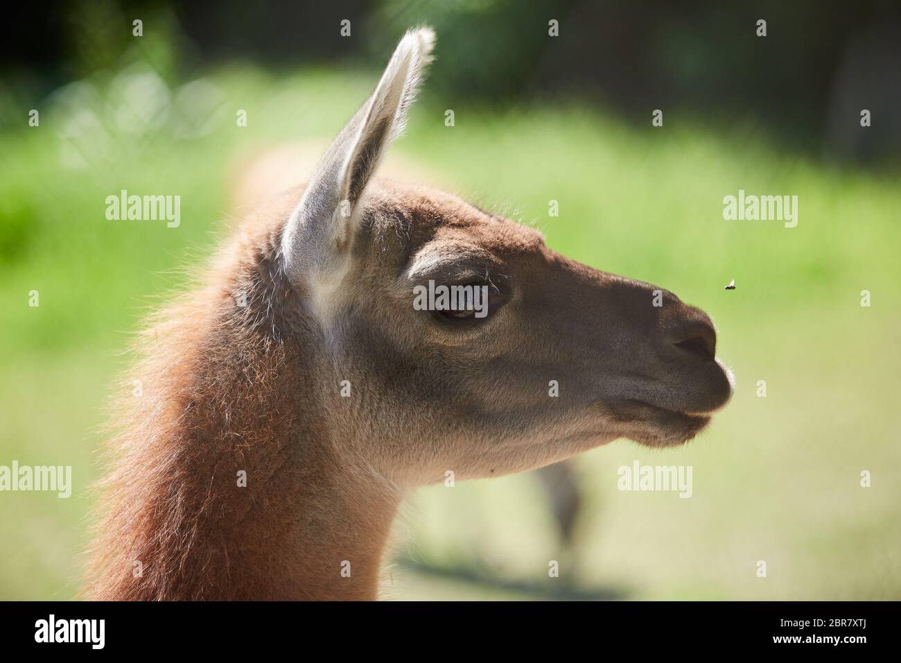 Lama guanicoe close up view. Guanaco. Green background Stock Photo - Alamy
