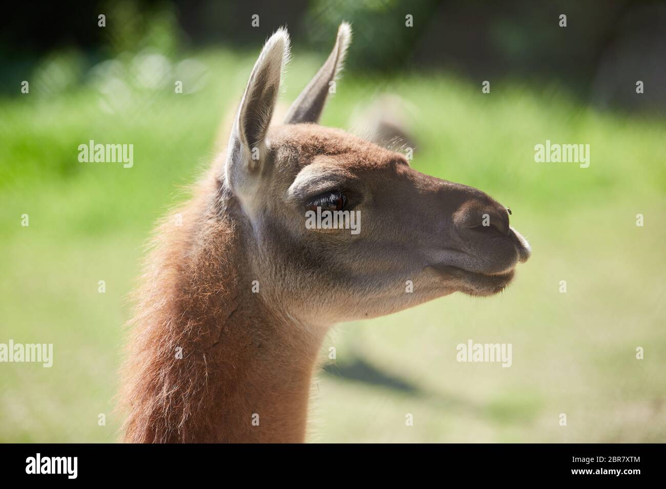 Lama guanicoe close up view. Guanaco. Green background Stock Photo - Alamy