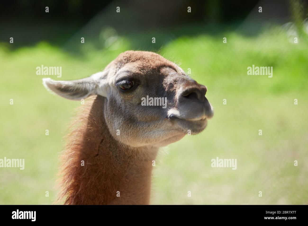Lama guanicoe close up view. Guanaco. Green background Stock Photo - Alamy