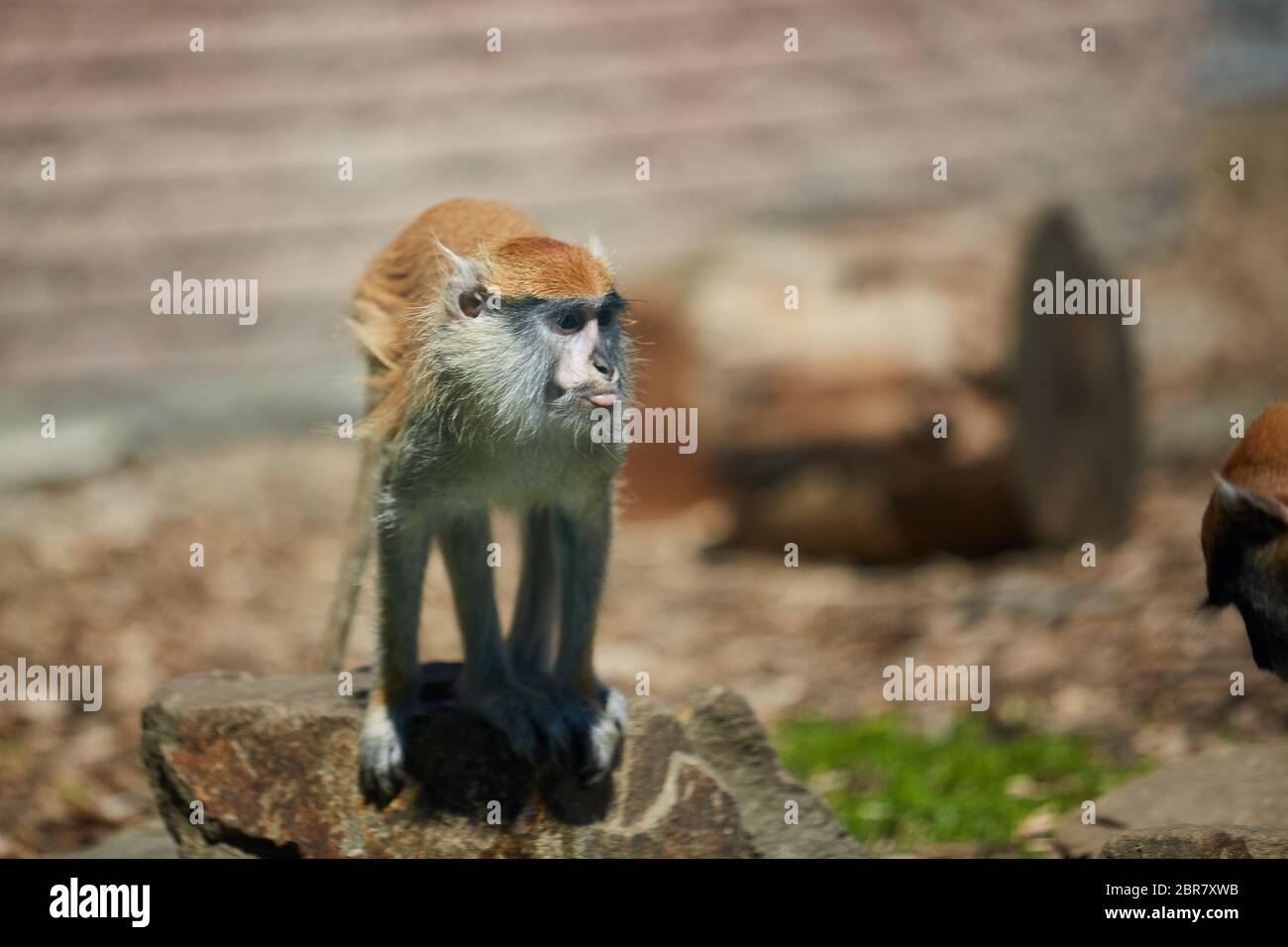 Patas or Hussar monkey. Erythrocebus patas the fastest primate Stock ...