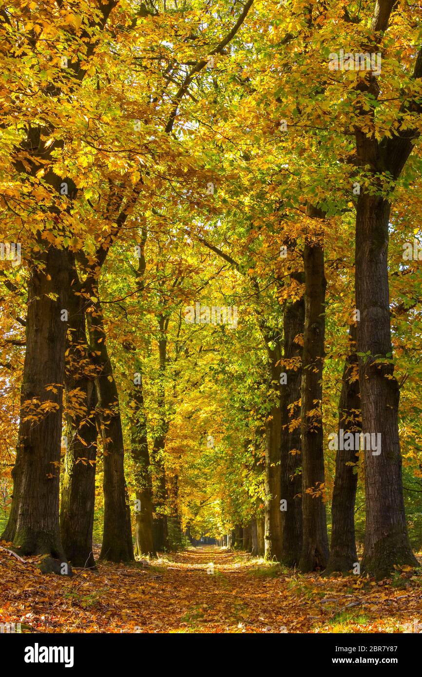 autumn forest in national park De hoge Veluwe in the Netherlands Stock ...