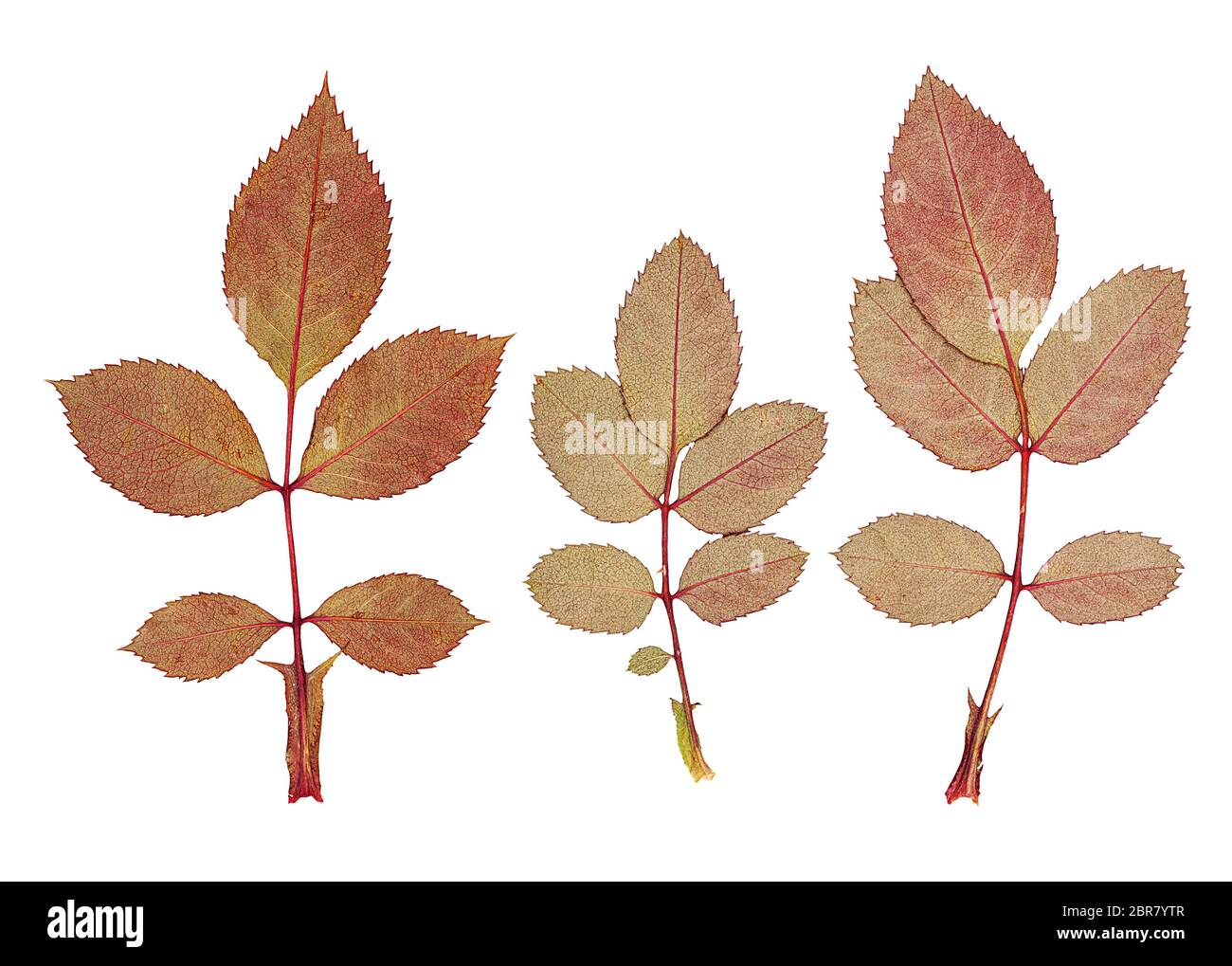 Rose Flower Leaf Set isolated on white Stock Photo - Alamy