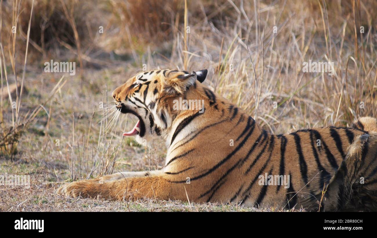 Indian wildlife tiger cub hi-res stock photography and images - Alamy
