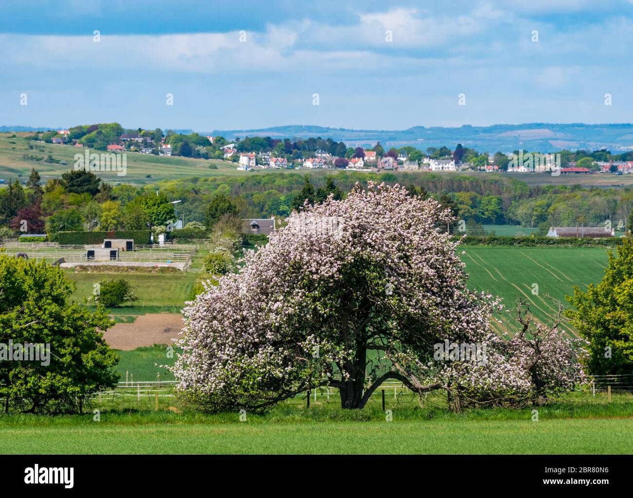 Flowering Springtime crab apple tree, Malus sylvestris, with Gullane ...