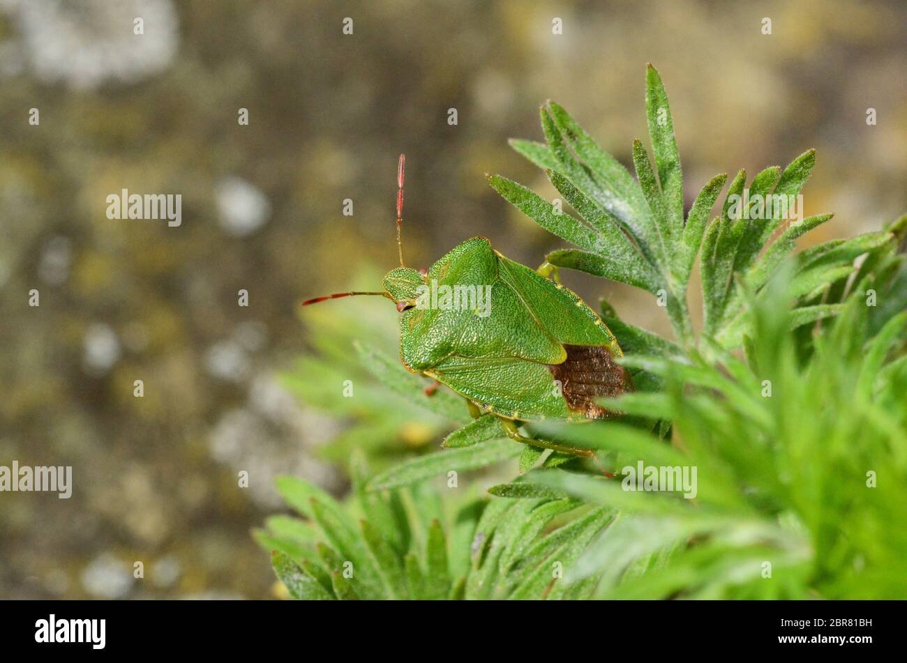 Macro of a green shield bug, native to Great Britain, on frondy foliage ...