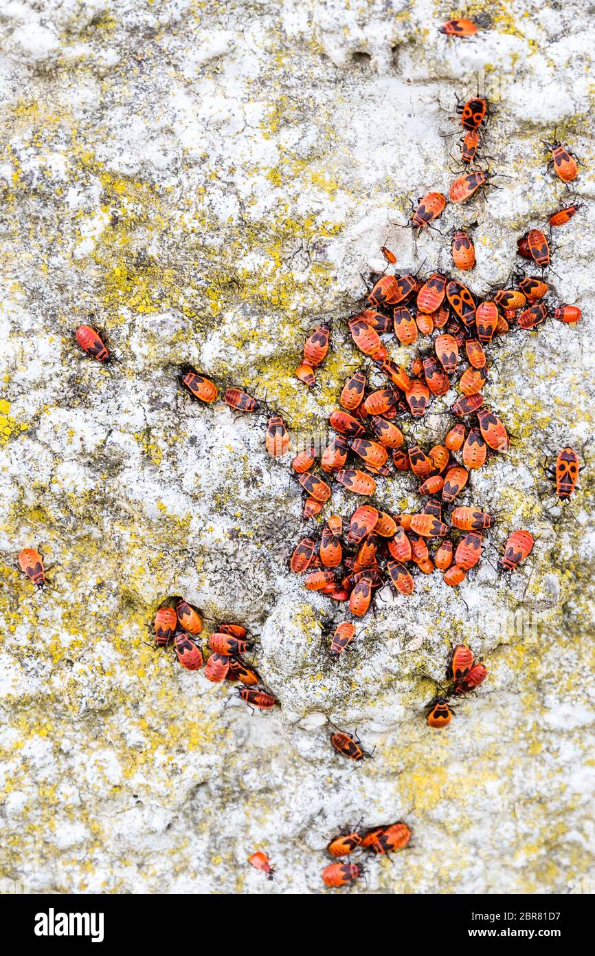 Firefly nymph hi-res stock photography and images - Alamy