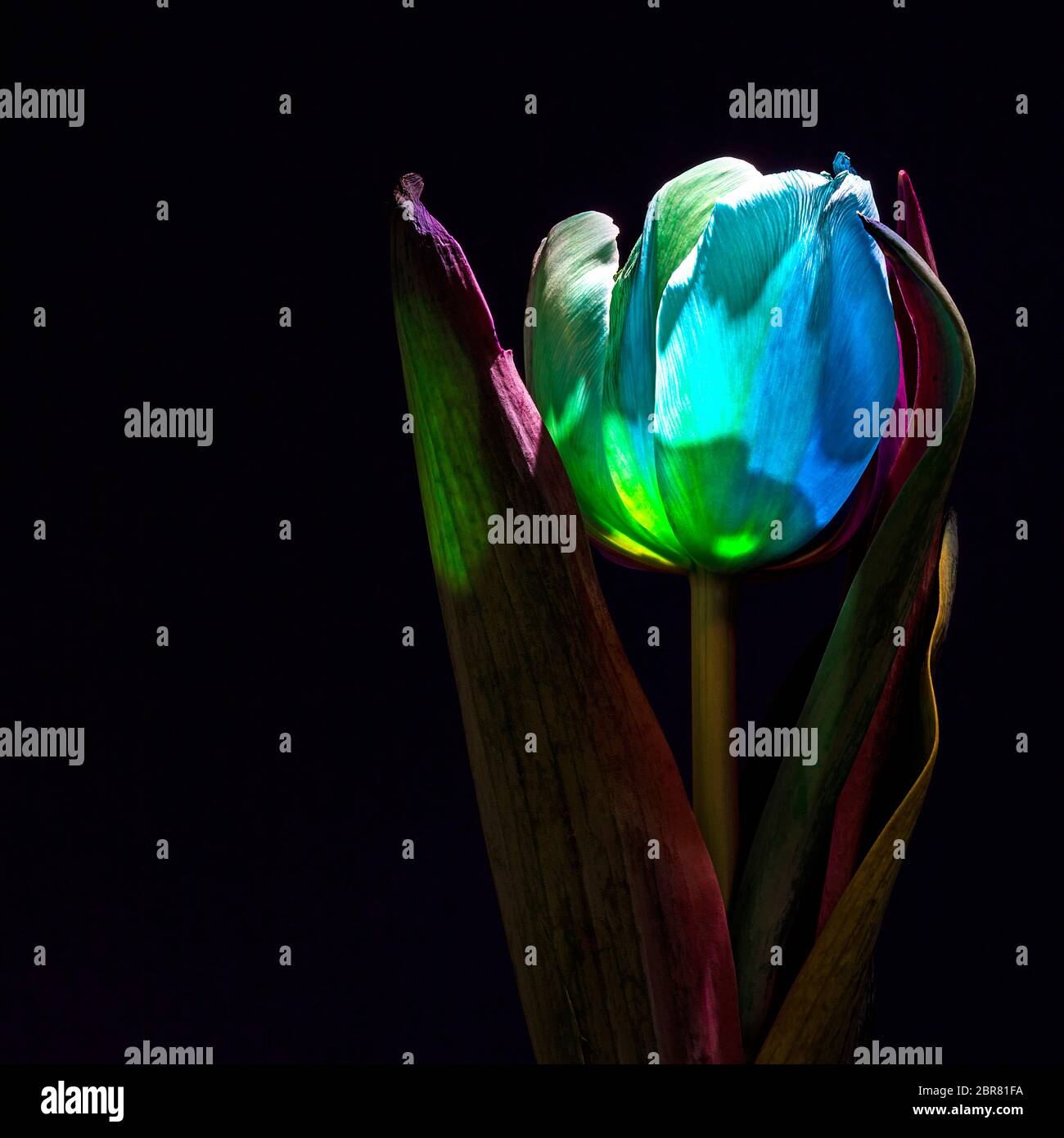 A colorful rainbow tulip Stock Photo - Alamy