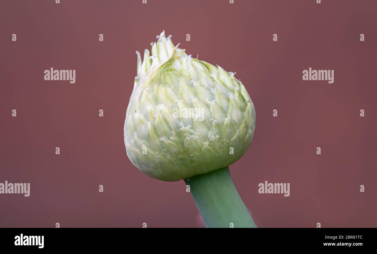macro of a Leek flower Stock Photo - Alamy