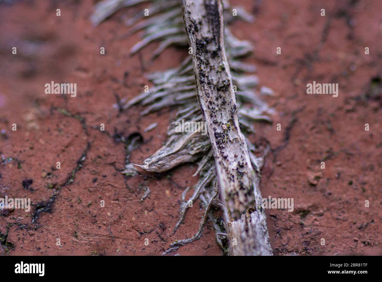 Withered tree root texture hi-res stock photography and images - Alamy