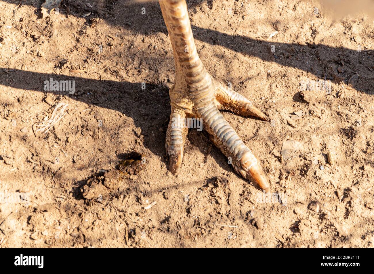 Details of Nandu (greater rhea) foot Stock Photo - Alamy