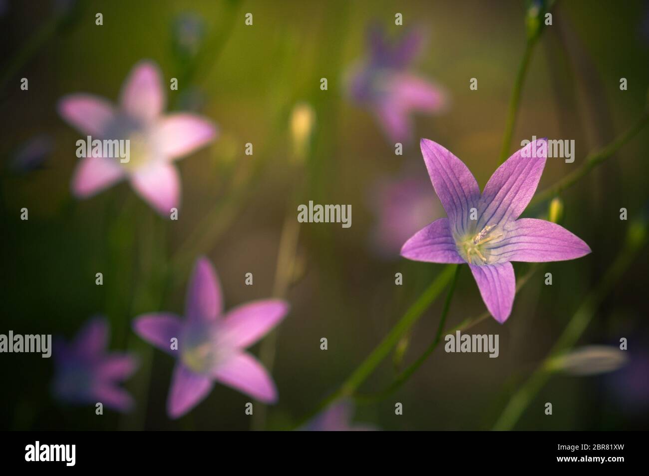 spreading bellflower flowers with lilac flowers on the meadow in the ...