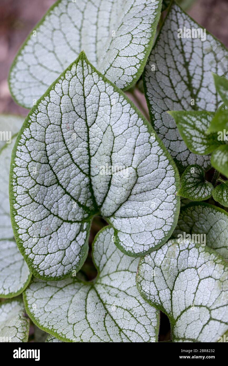 Heartleaf brunnera, Siberian bugloss ( Brunnera macrophylla 'Jack Frost ...
