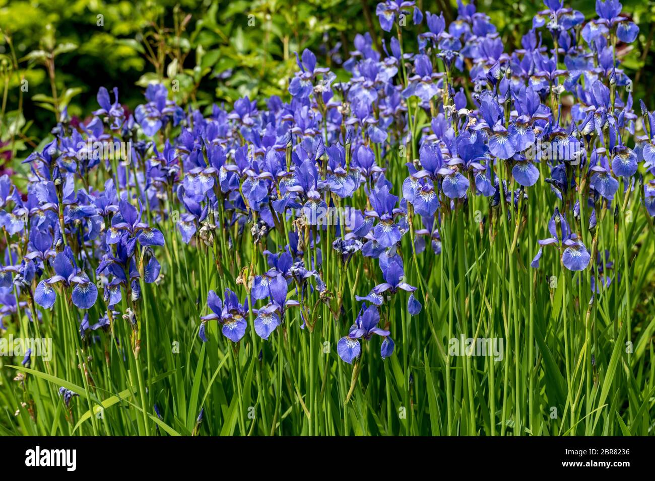 Blue flowers Iris versicolor beautifully blooming in the garden Stock ...